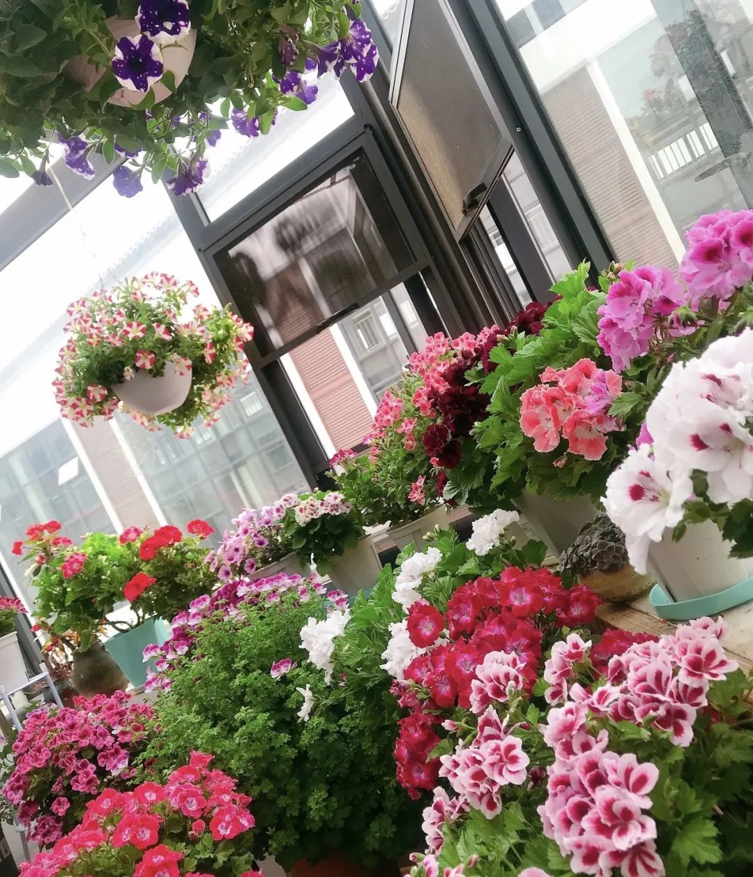 Around June, cut 5 kinds of flowers as soon as possible, the high ...