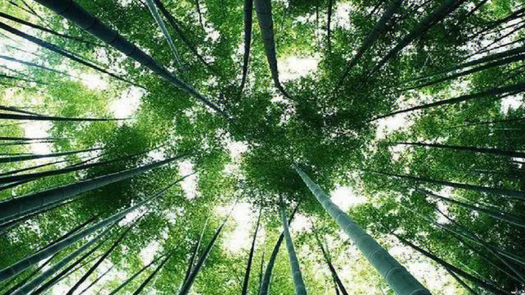 [Flying Flower Order] One Hundred Poems with "Bamboo" - iMedia