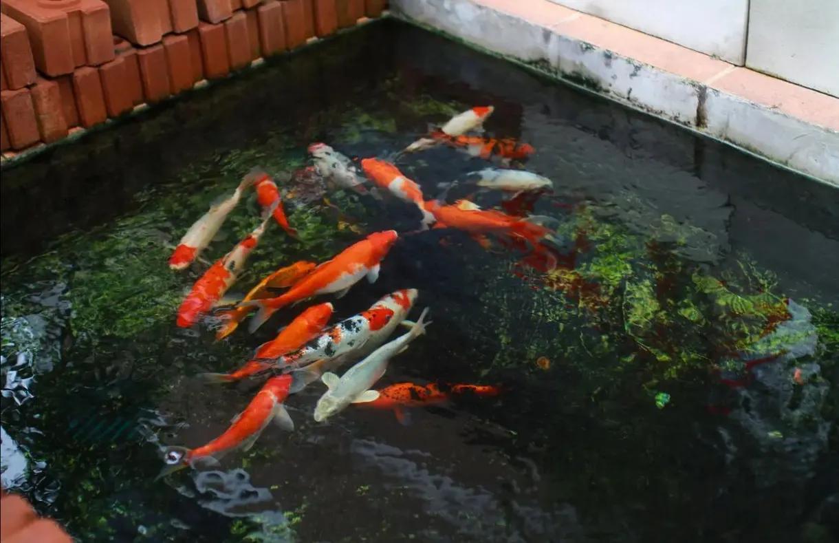 How to raise water first when raising fish? Teach you a few tricks to ...