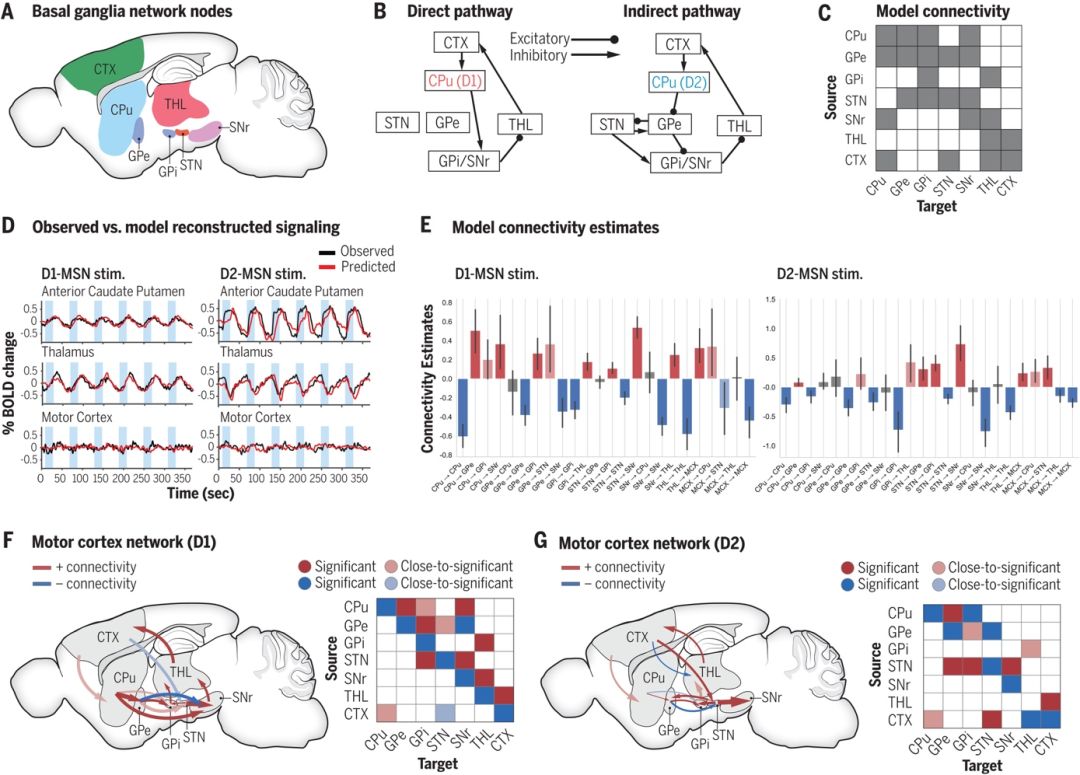 Science special issue: "No neuron is an island" - 4 reviews reveal ...