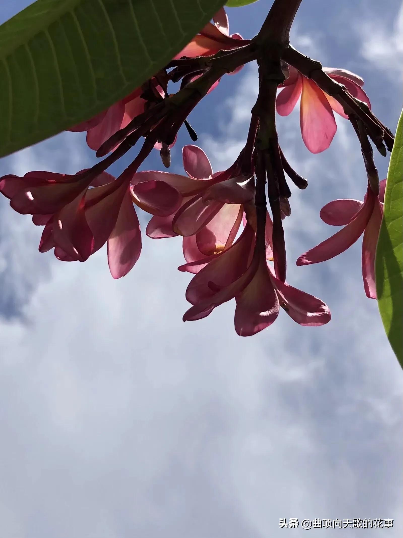 Eight Poems on "Frangipani" - iNEWS