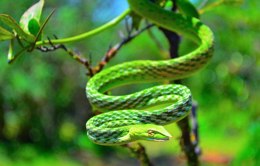 top ten weird looking snakes - iMedia