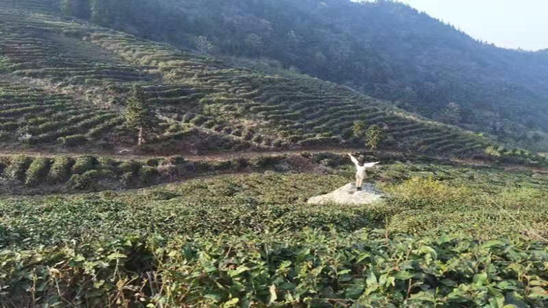 "Famous Tea Famous Spring" "Mist Roots" of Lushan - Yunwu Tea - iNEWS