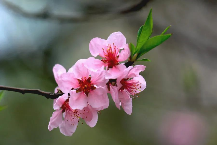 6 kinds of "Longevity Flowers" can be grown for hundreds of years. If ...