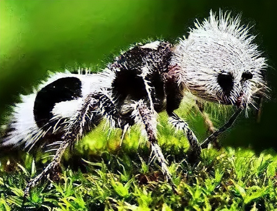 Panda ants: the beauty of black and white and ecological symbiosis - iNEWS