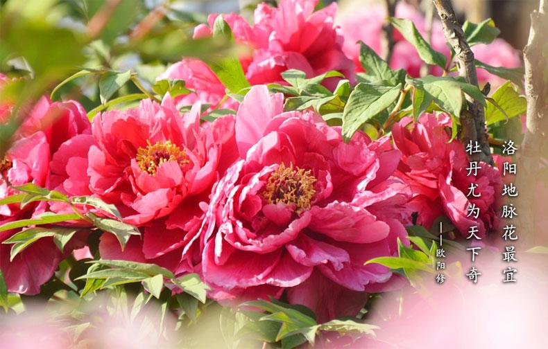 "A Brief History of Peonies" 1600 years ago, peonies became a popular ...