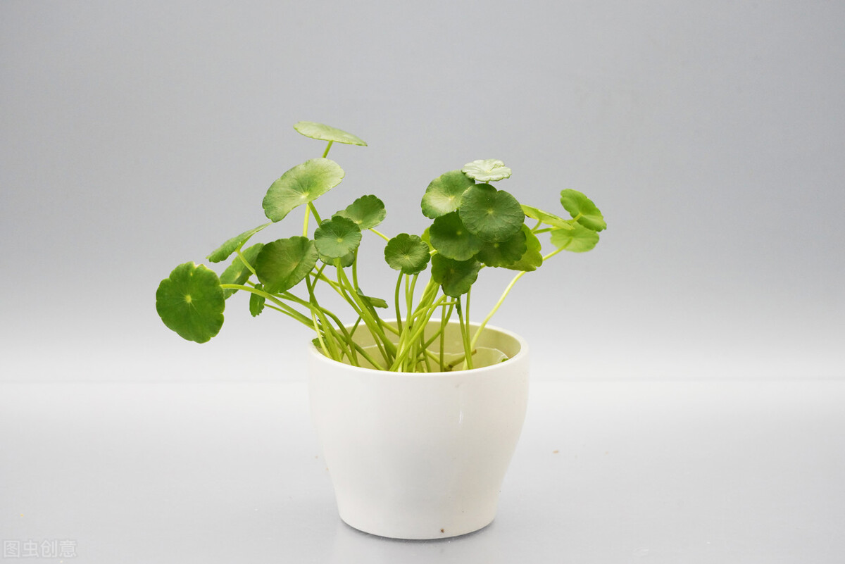 In October, it is very important to "nurture the beauty" of copper coin ...