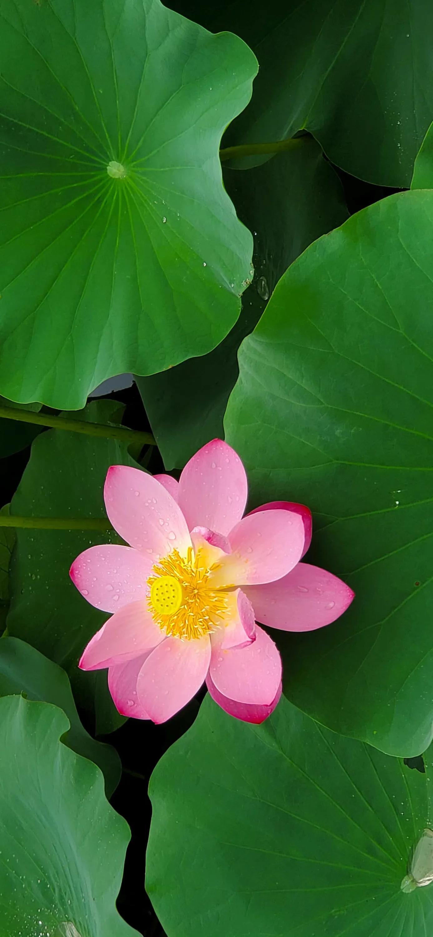 "Beautiful lotus" mobile wallpaper - iNEWS