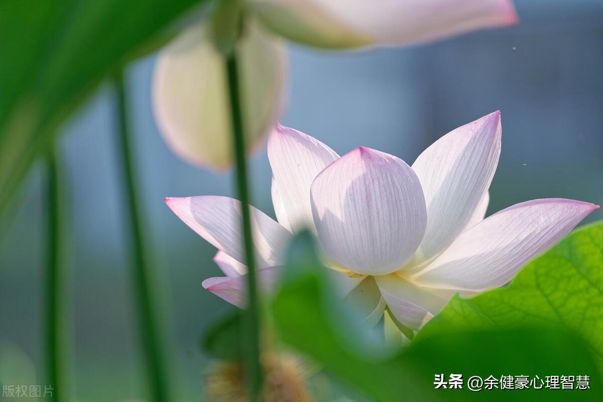 No more arguing! Dao Lang shocked the world - won numb! Chinese music ...