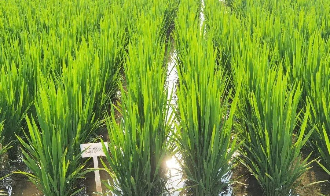 Management techniques for rice jointing and booting stages: clever use ...