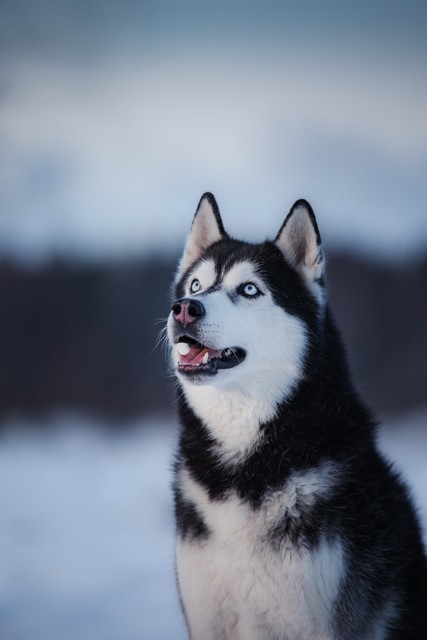How do male and female huskies breed? You will know after reading it ...