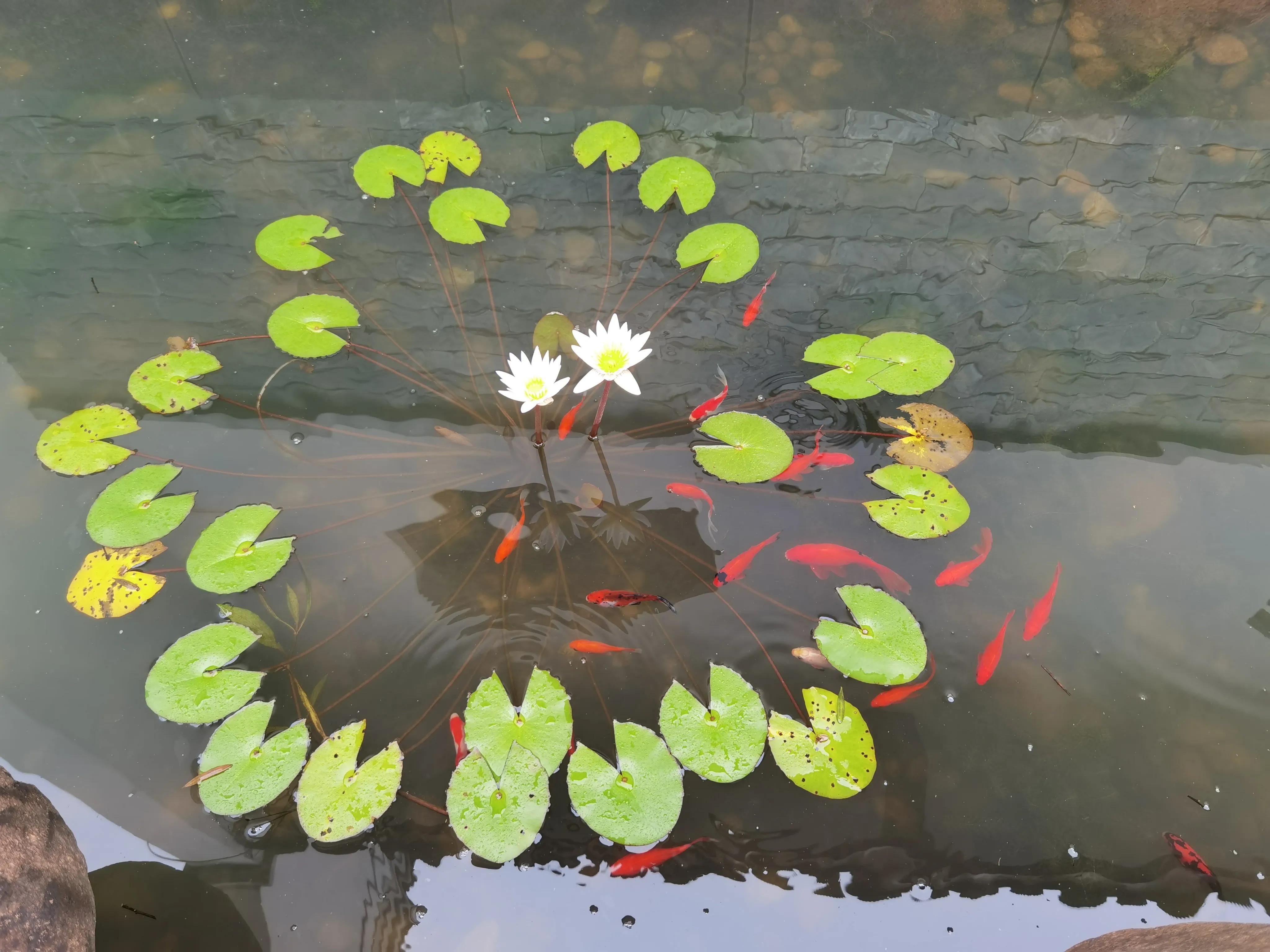 beautiful lotus - iMedia