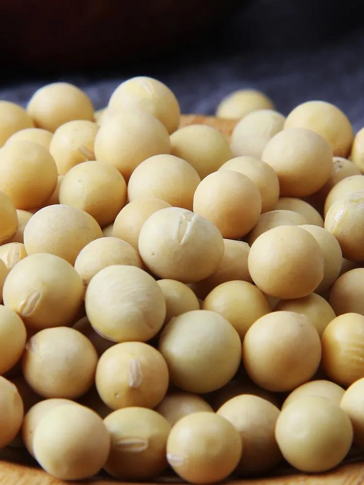 High Oleic Soybeans - Lots of Oleic Acid, Lots of Benefits - iNEWS