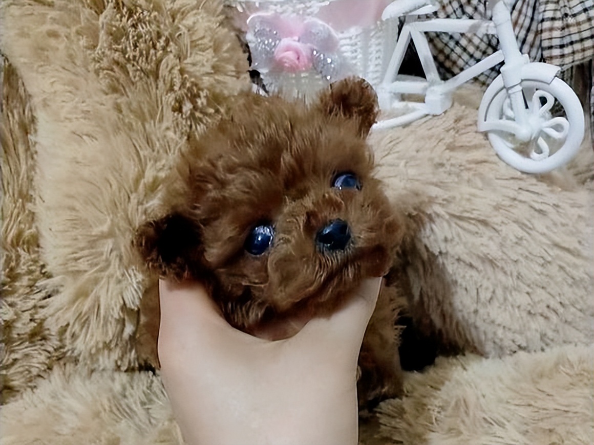 Take stock of Teddy's favorite parts to be "touched", touching it every ...