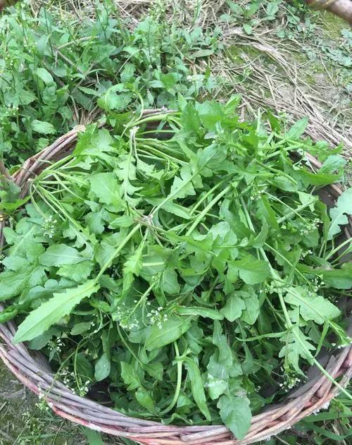 wild vegetables from home - iNEWS