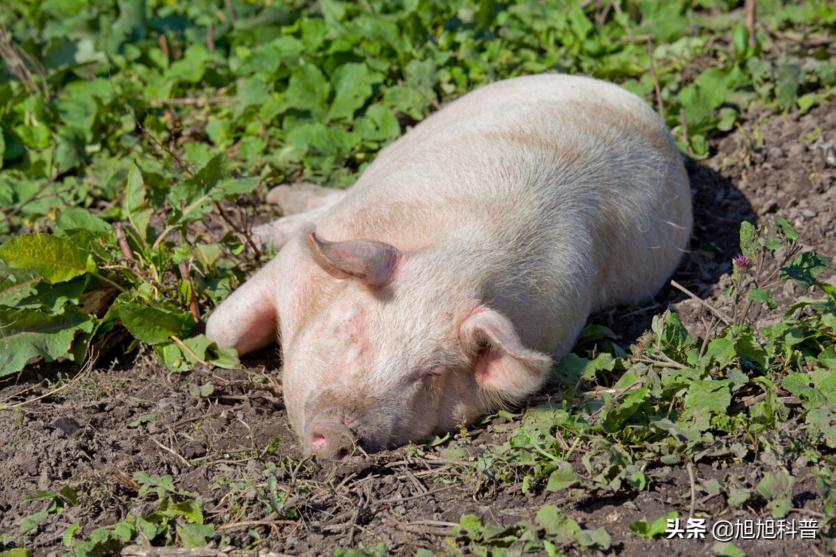 Israel has cultivated the world's first "planted" beef, will humans ...