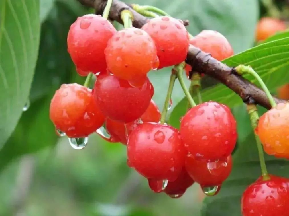 The cherries around the 1H drive will only be next year if you don't ...