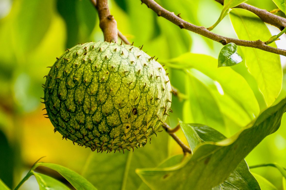 The taste is slightly bitter - ox heart fruit - iNEWS
