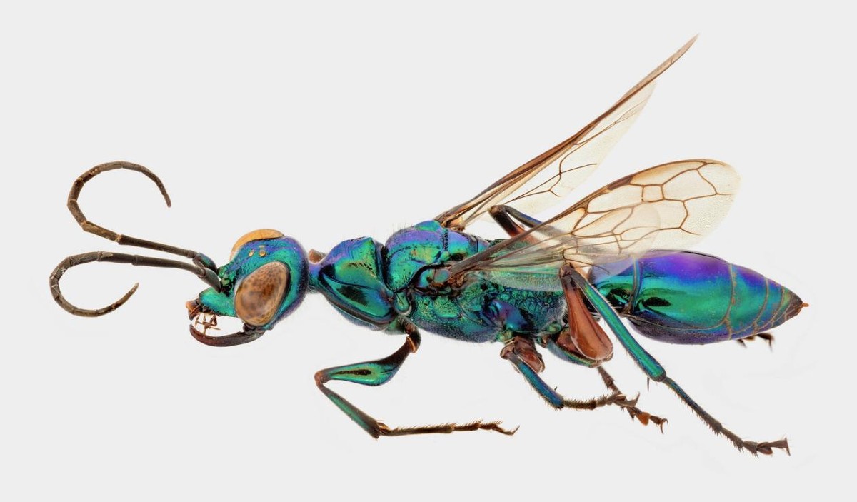 Cockroach's Nightmare: Nature's "Dementor", which can turn cockroaches ...