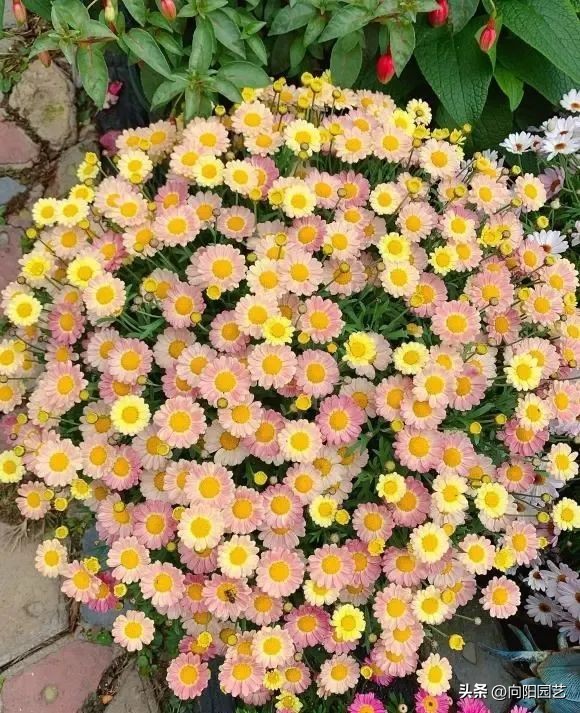 After Margaret blooms, it must be topped and pruned to remove the ...