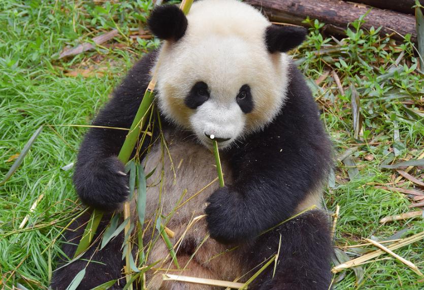 The infield of the giant panda Menglan was exposed, and many netizens ...