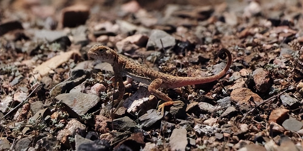 One of the endemic lizards in China, it has bright colors but is easily ...