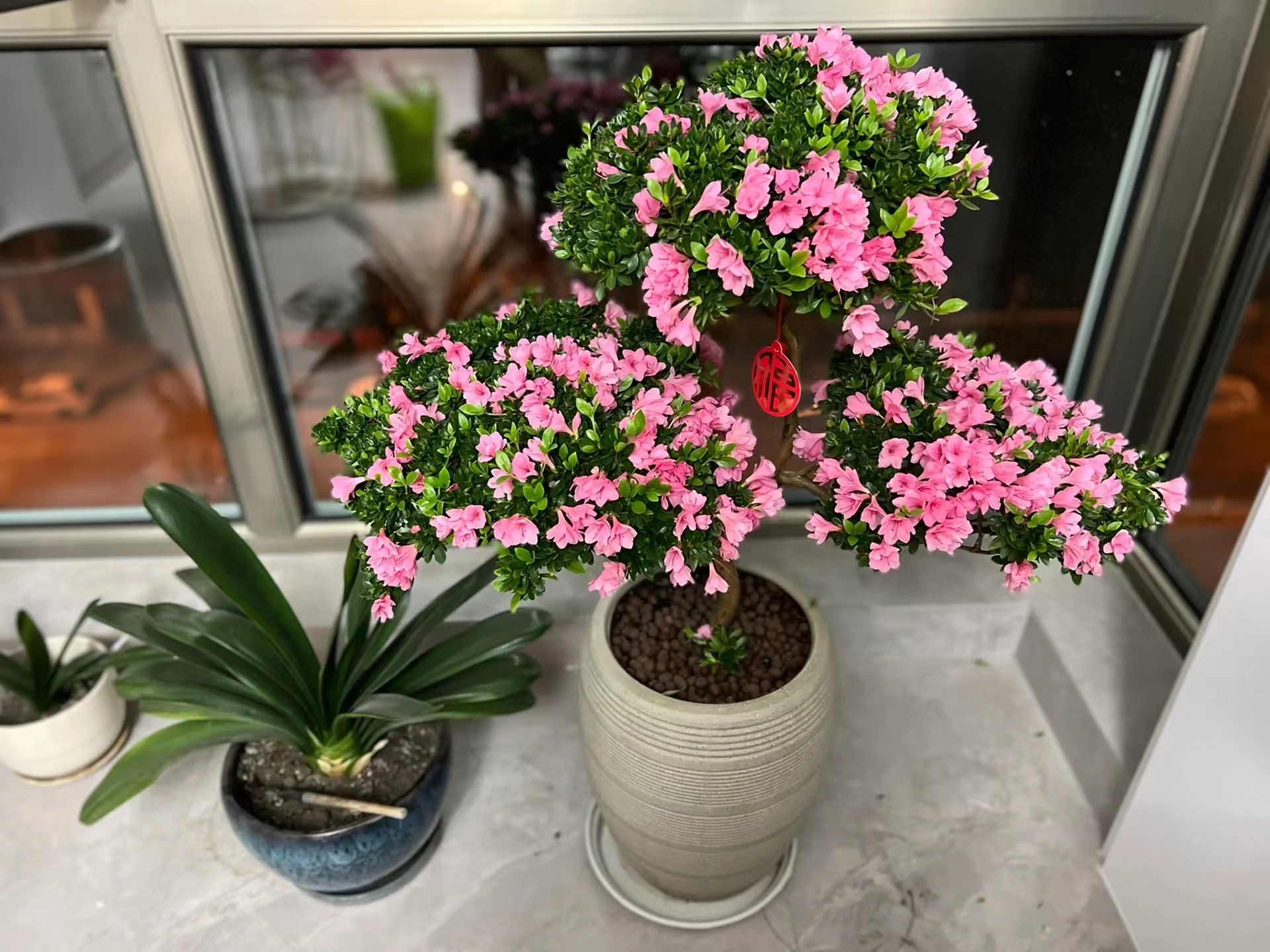 When planting potted rhododendrons, pay attention to these aspects in ...