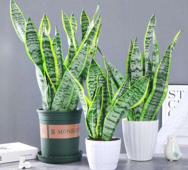 Tiger Pilan has a "small switch". After it is turned on, the leaves are ...