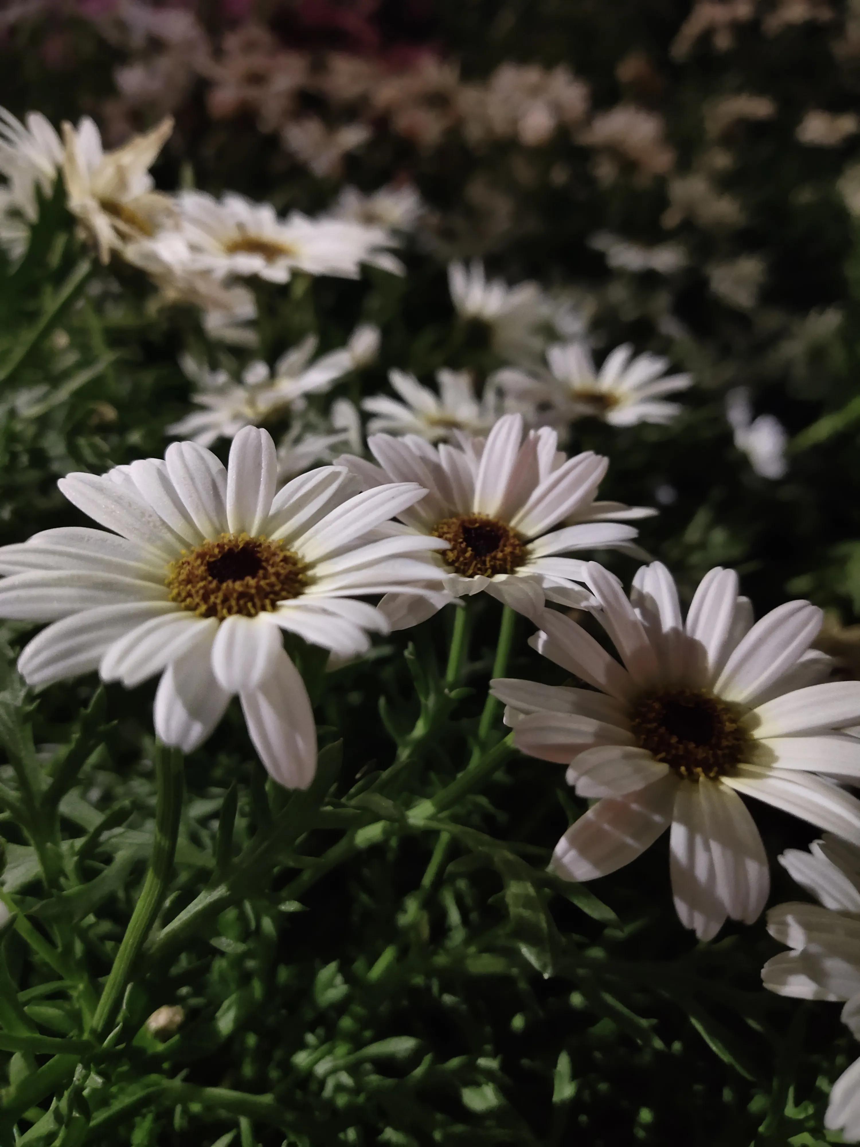 The world of flowers in May is very eye-catching - iMedia