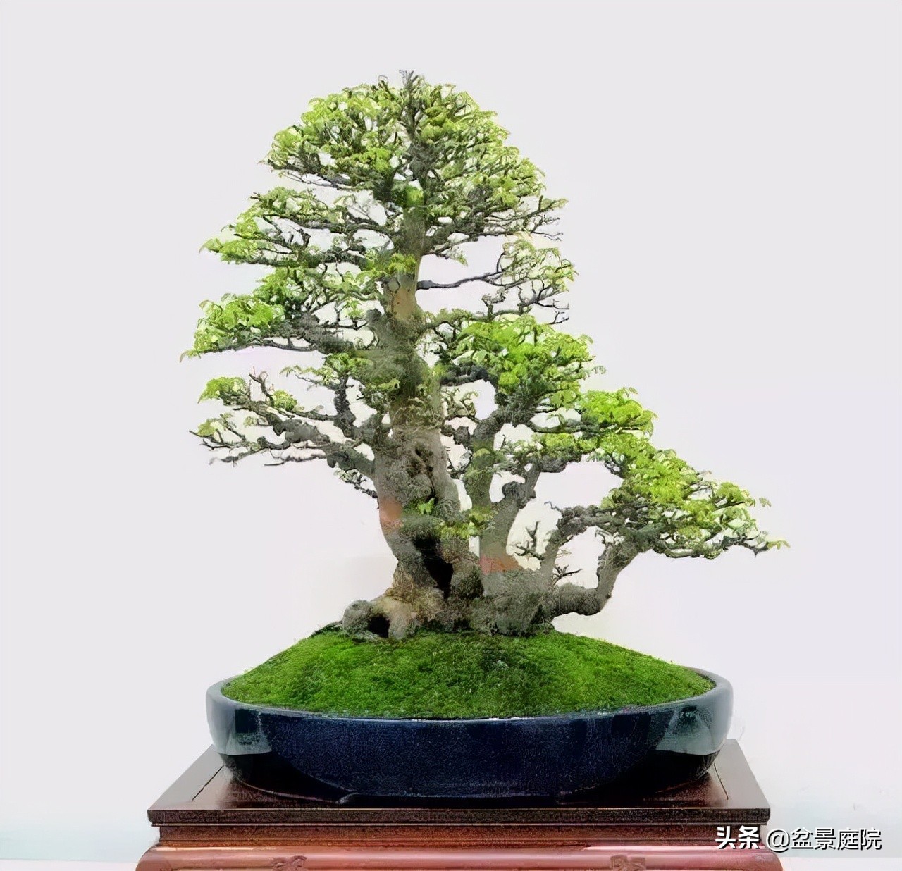 The current scam in the bonsai world - iNEWS