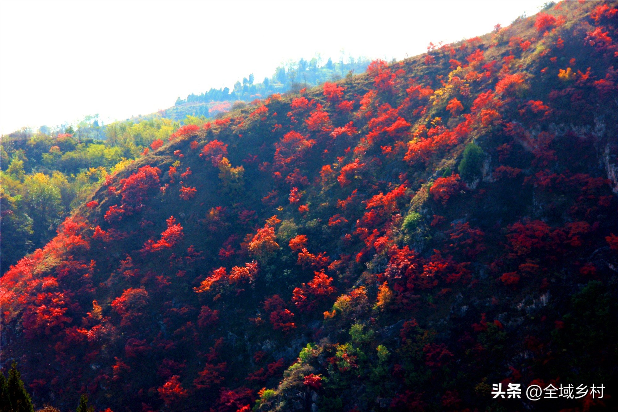 The red leaves hidden in the mountains of western Henan are red all ...