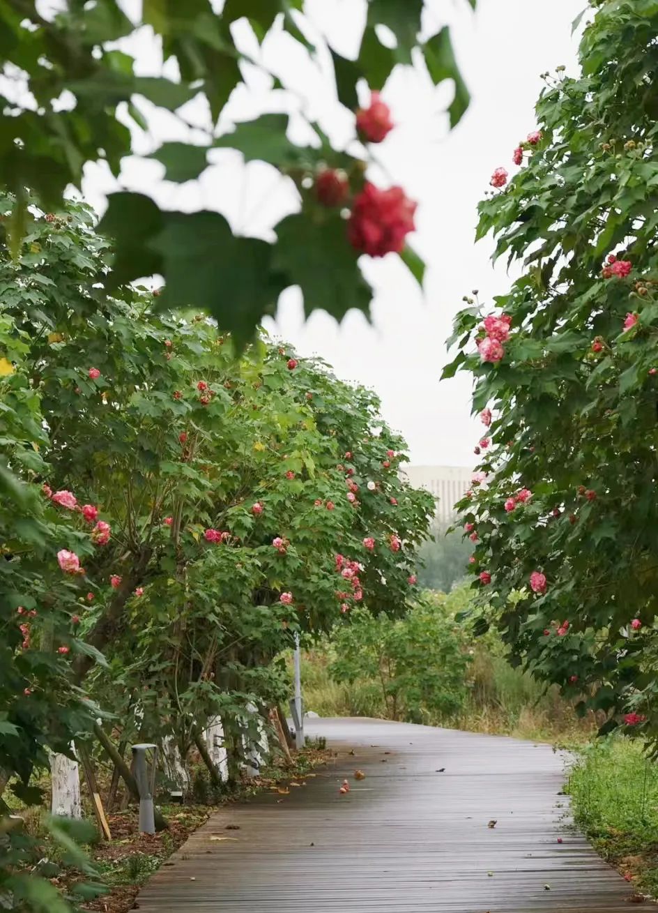 50,000 city flowers in Chengdu bloom, and hibiscus flowers in the ...