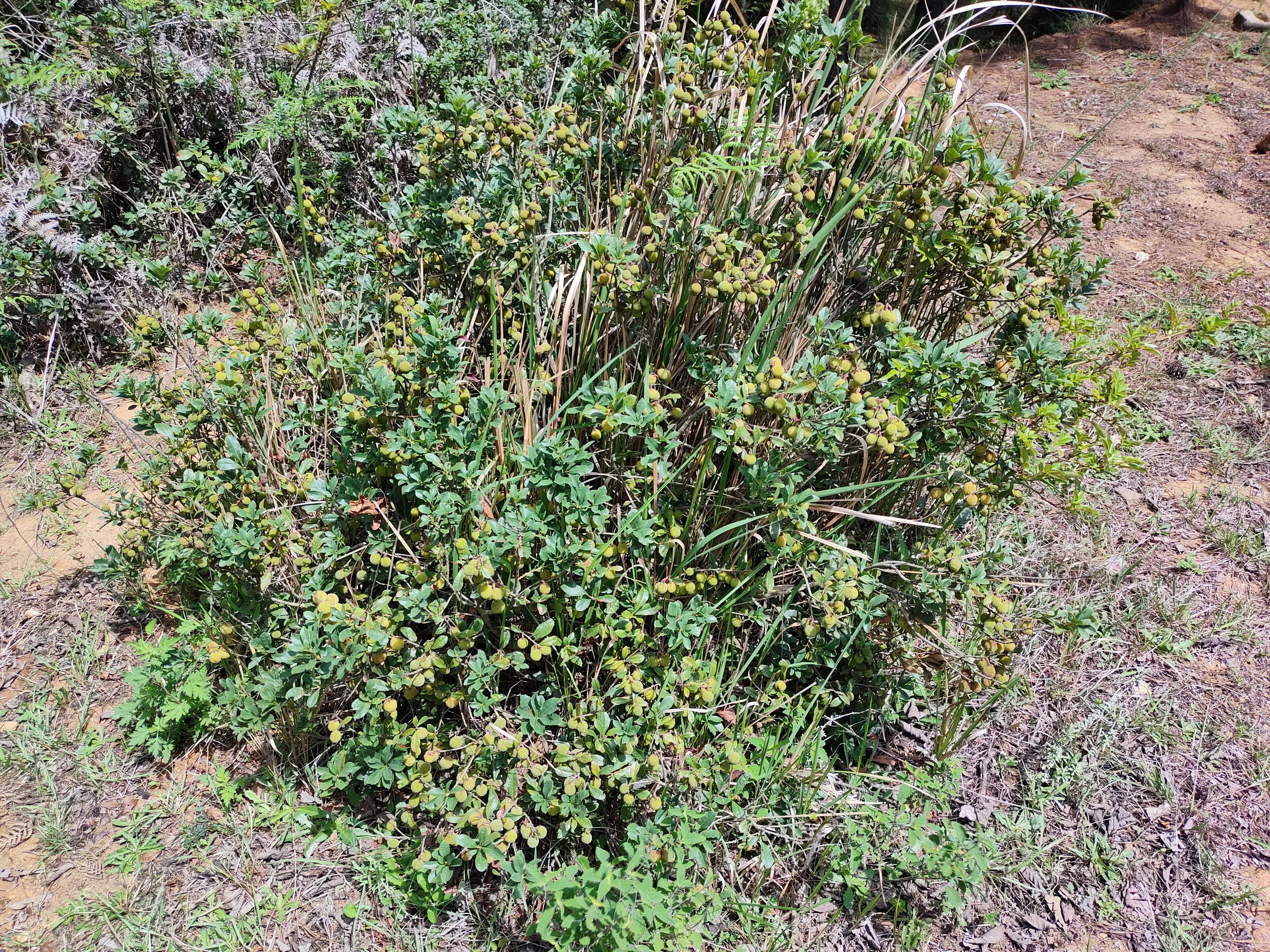 The taste in my childhood memory---wild bayberry! - iMedia