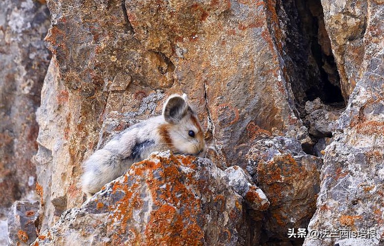 Rare "spirit-eating beast" Ili pika reappears!Rhodiola rosea is the ...