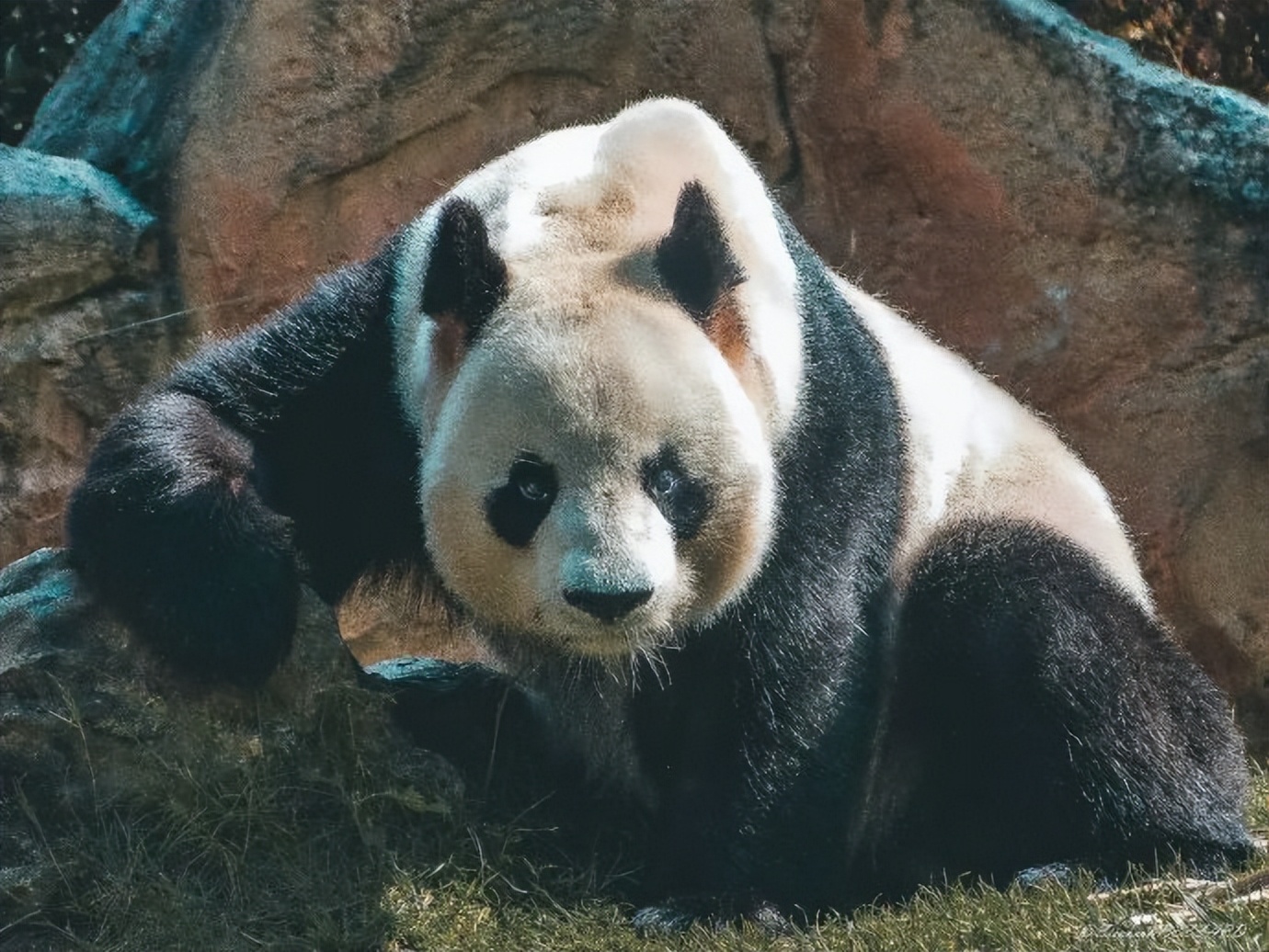 The domineering president Yuanzi among the giant pandas, descendants of ...