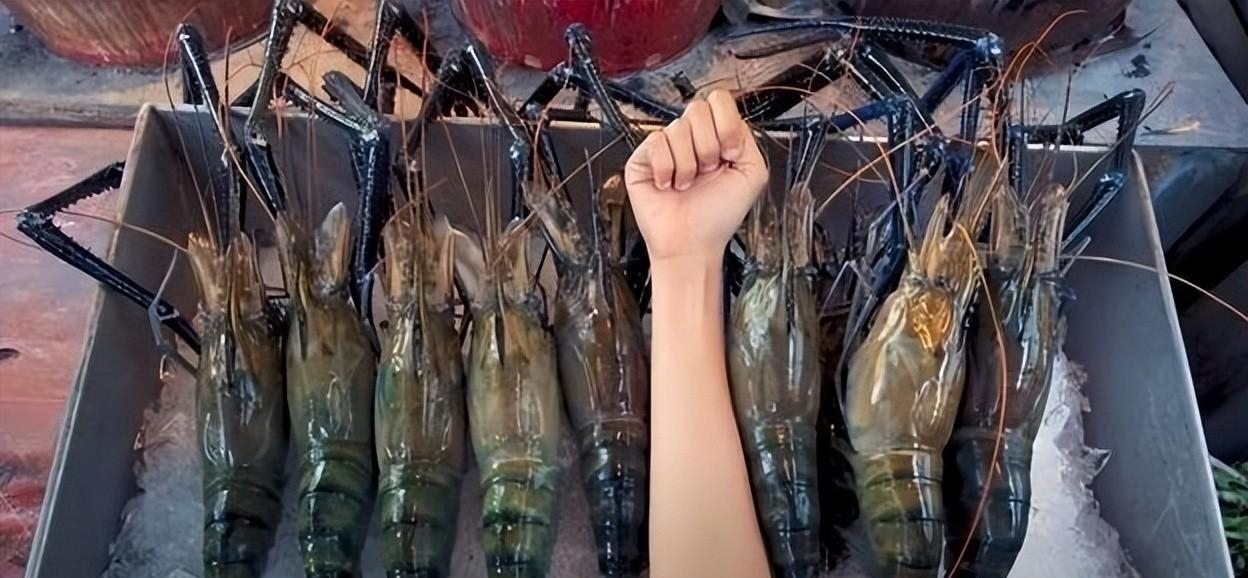 The invasion of Asian black tiger shrimp has made the United States ...
