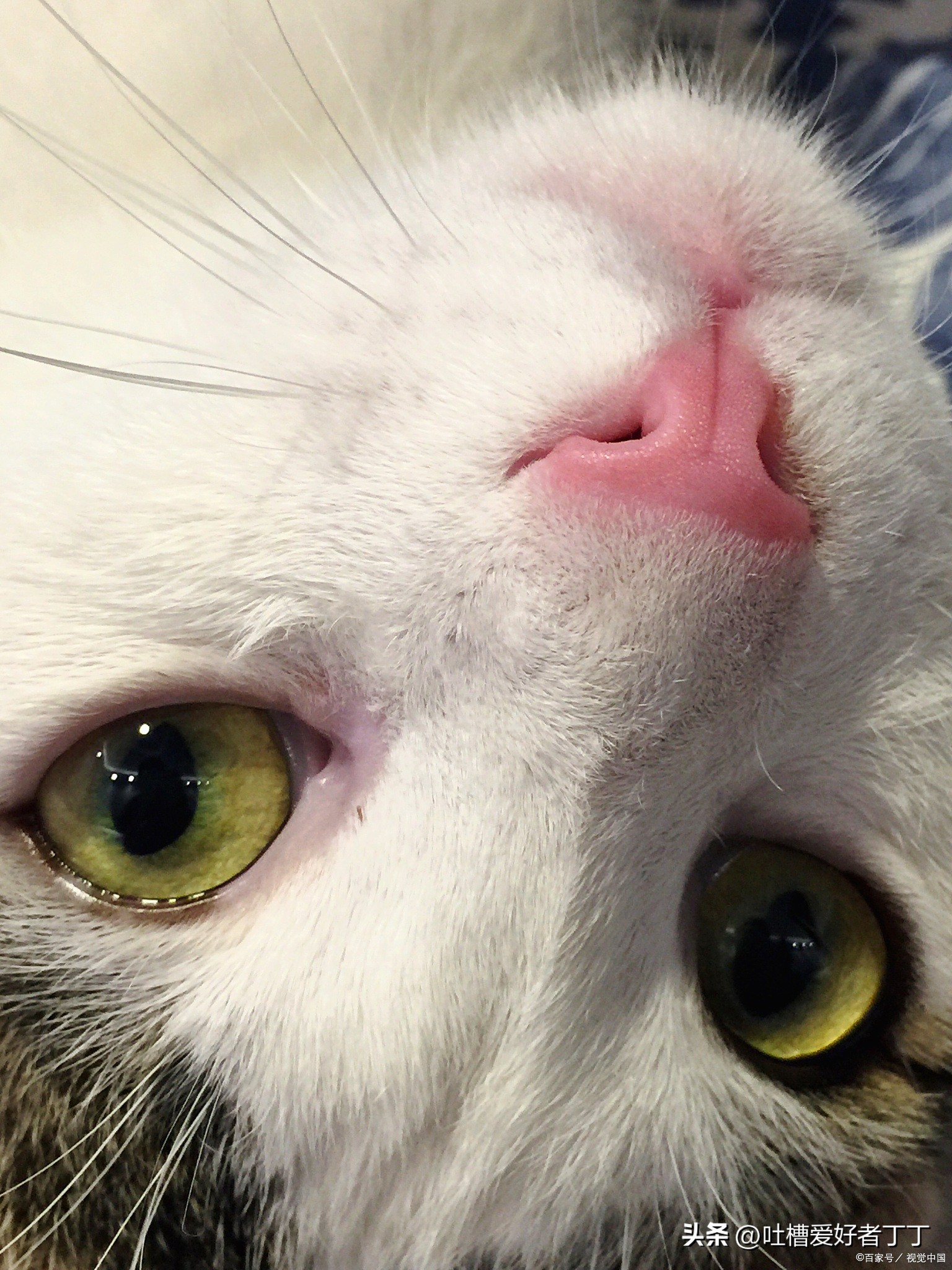 Early symptoms of nasal bronchus in cats? - iNEWS