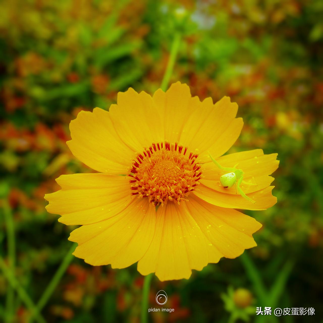 Lesson 10: From good to good, 8 practical flower photography skills ...