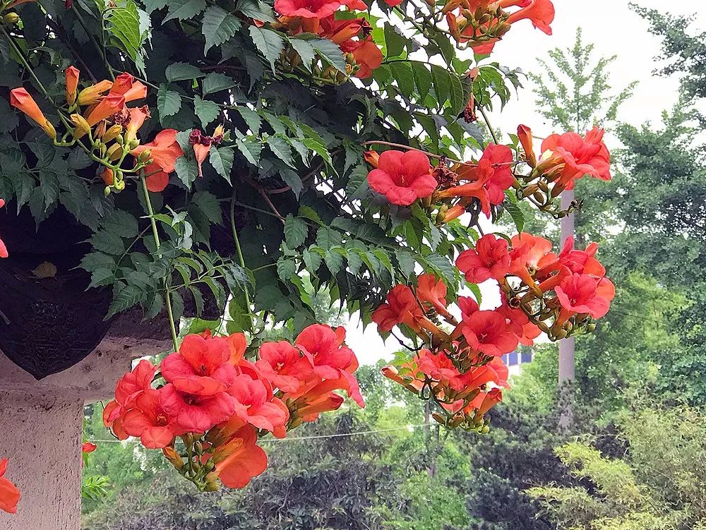 Summer song "Lingxiaohua", so you are such a flower, today I finally ...