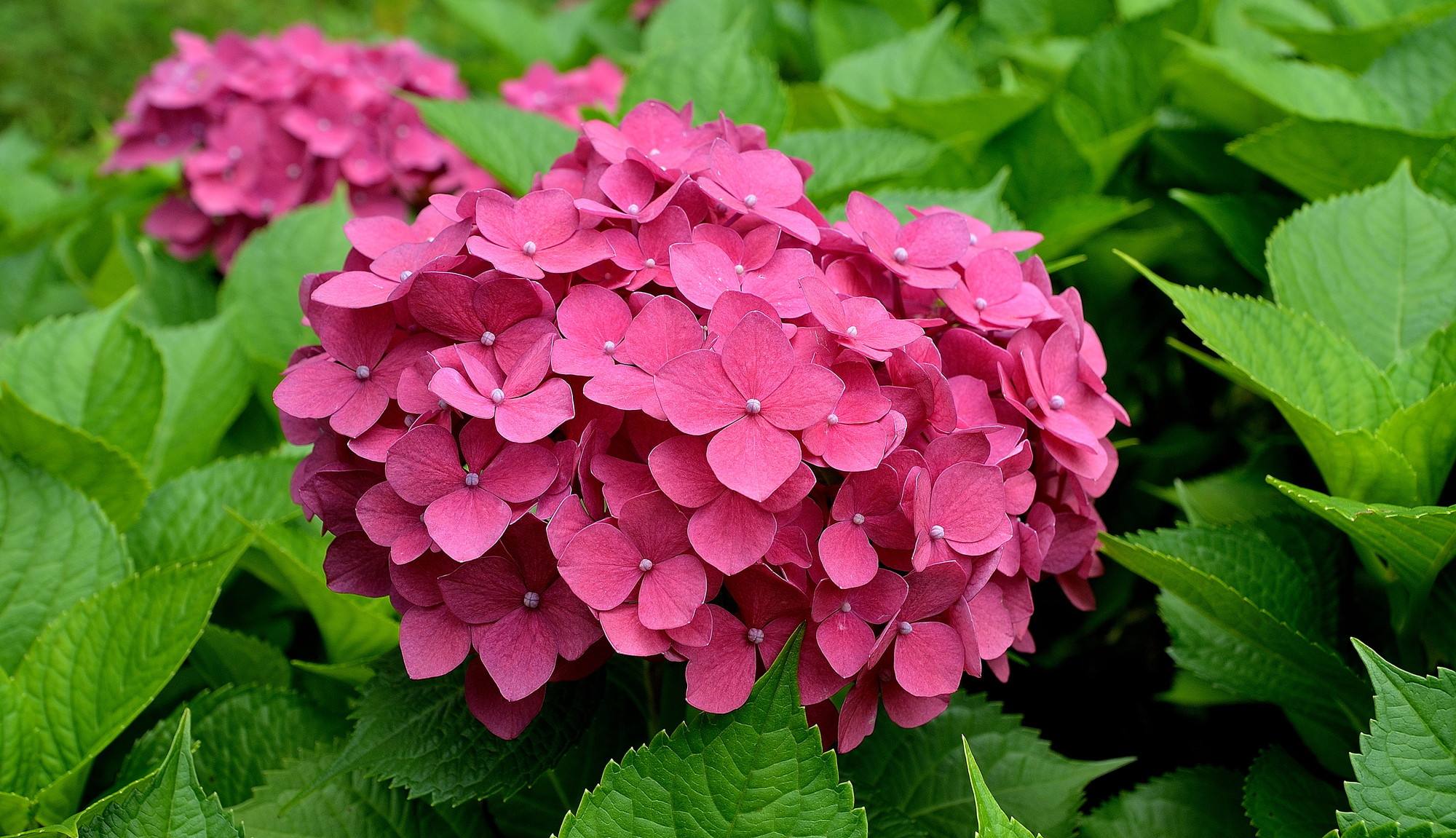 Raising hydrangea in dog days - iNEWS