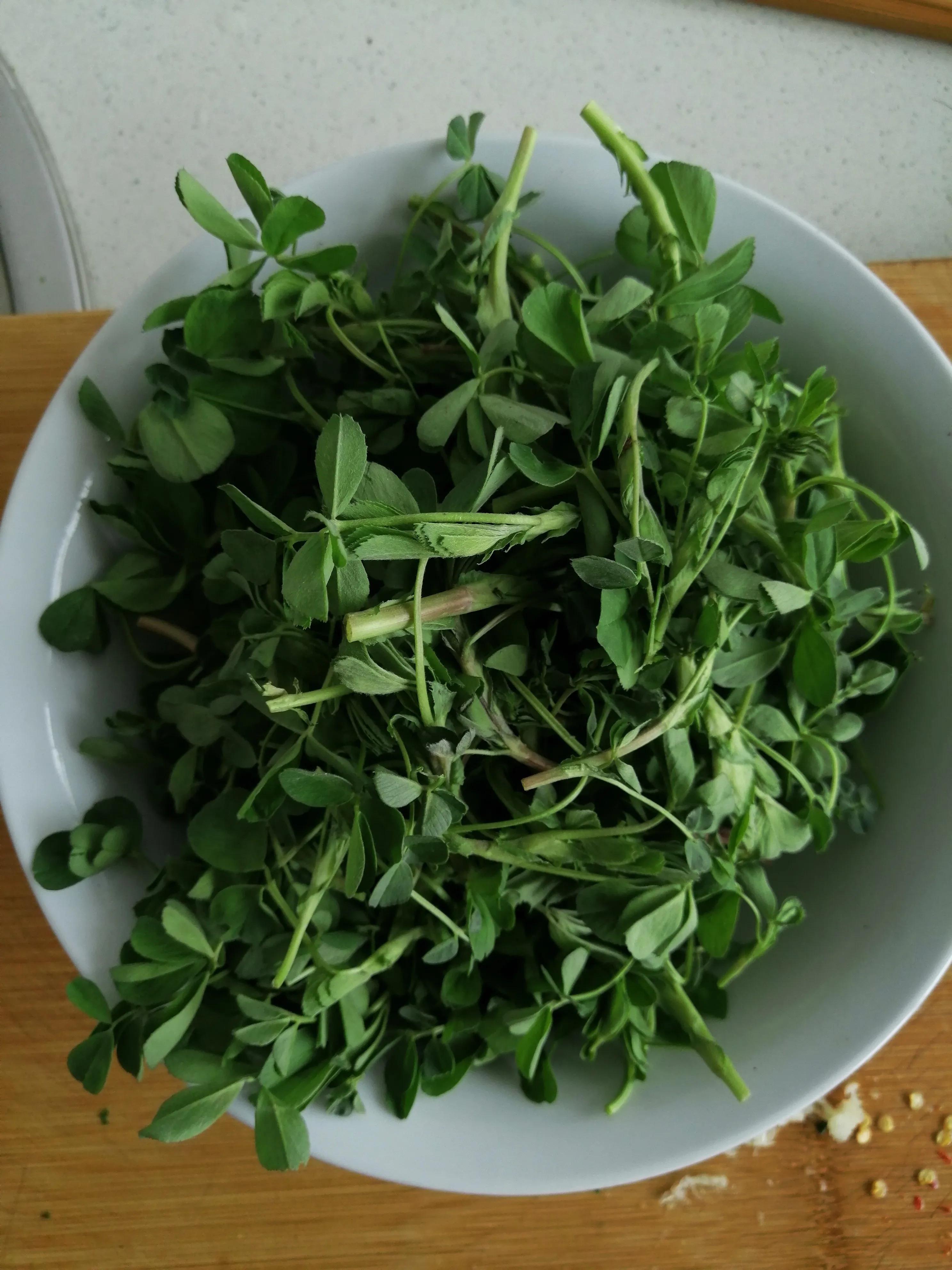 Have you ever tried the food made with alfalfa? - iNEWS
