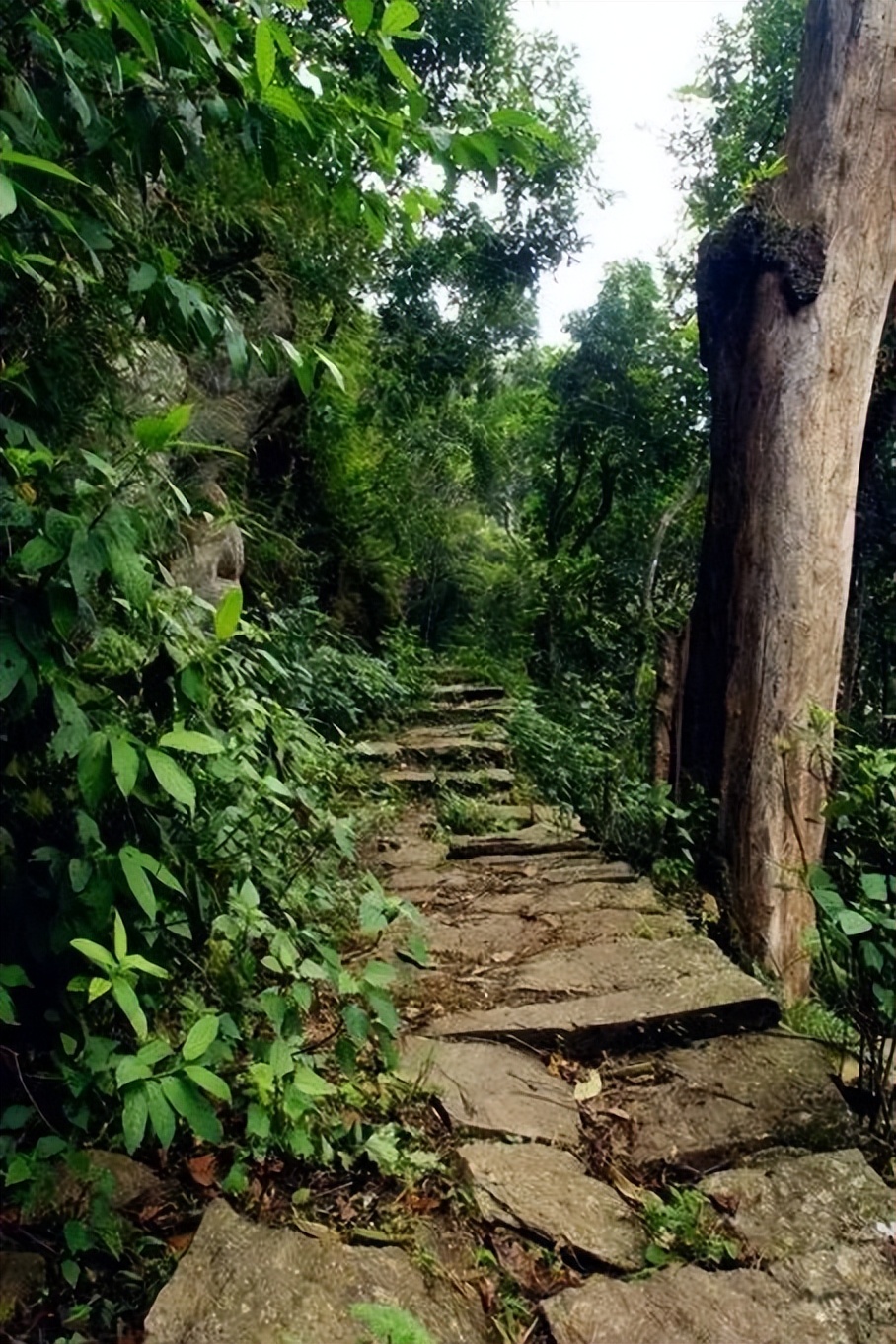Gaoligong Mountain Nature Tour Experience - iNEWS