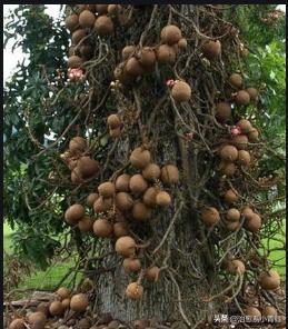 The world's most dangerous bomb tree "explodes" - iNEWS