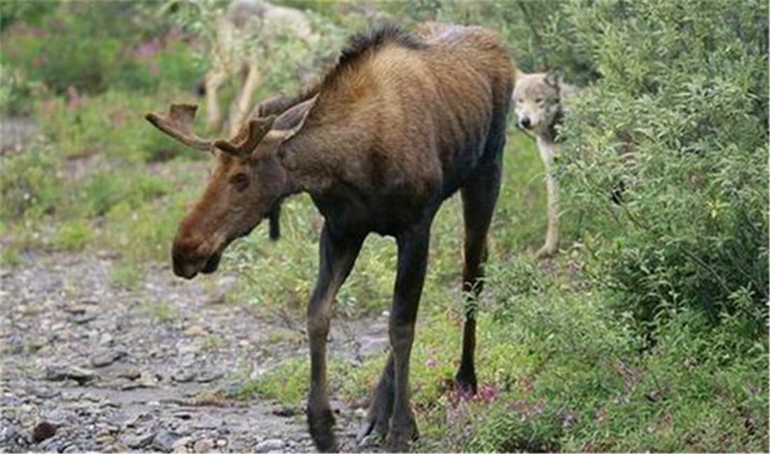 The female moose was besieged by wolves many times, chased by brown ...