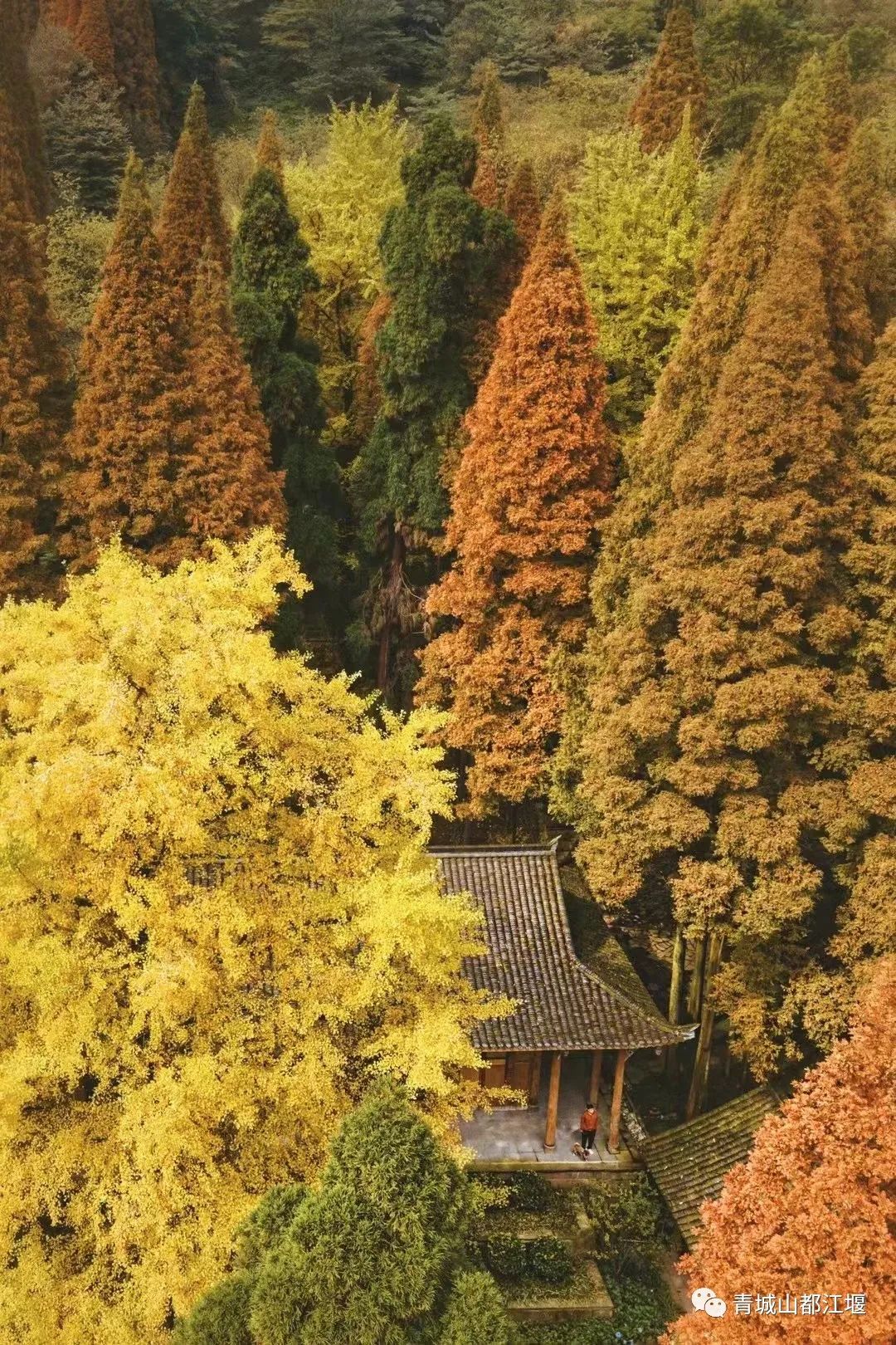 The latest Ginkgo map in 2022 is released!Dujiangyan's "7 Most ...