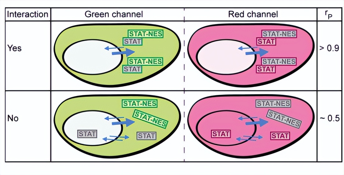 Self-assembly and functional diversity of potential STAT proteins in ...