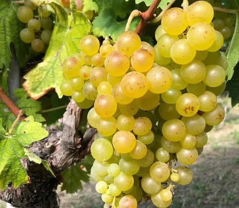[Complete Analysis of Varieties] Moscato: It can be, but not just ...
