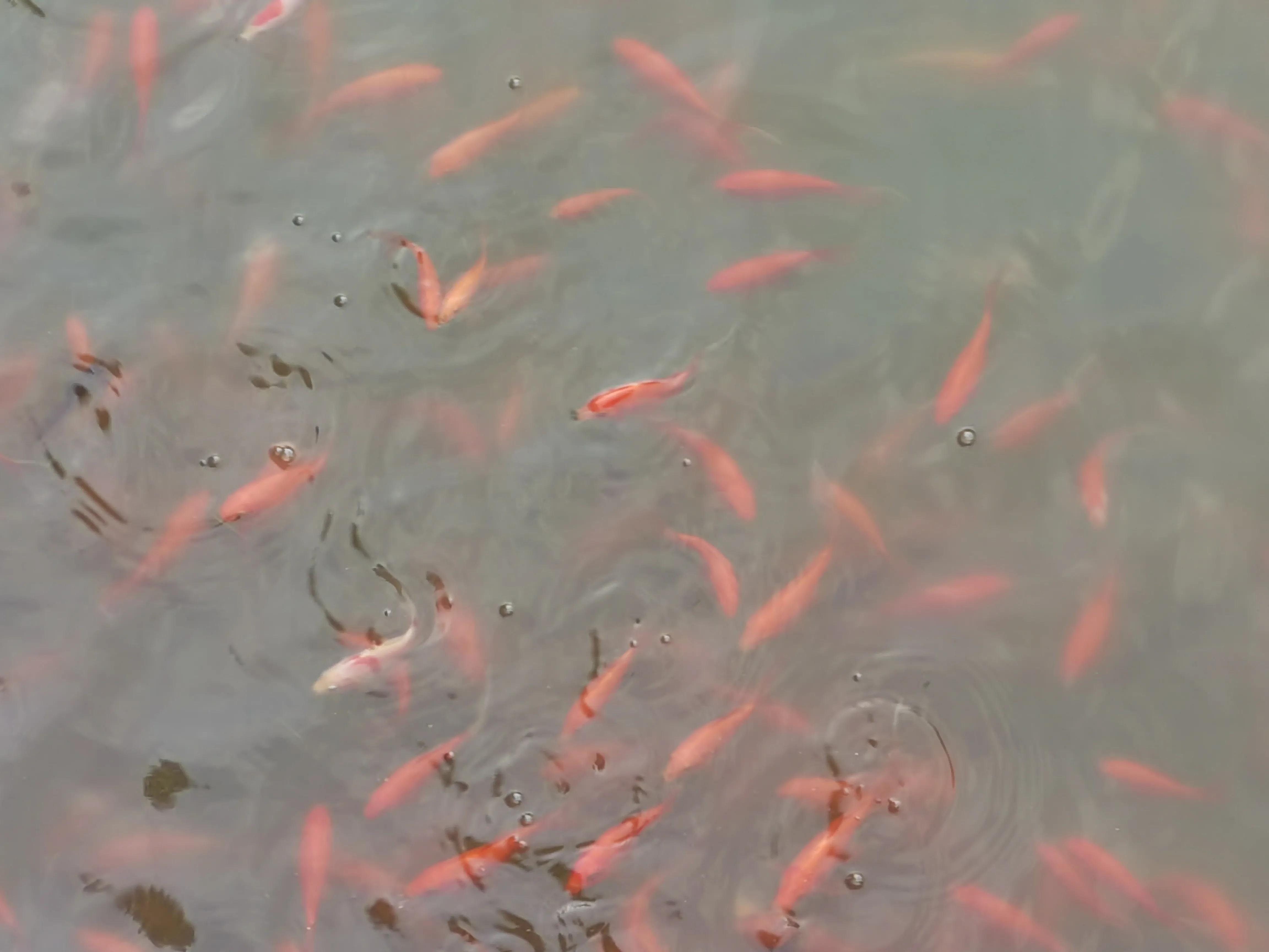 The origin of the place name Luoyu in Ruyang - iMedia