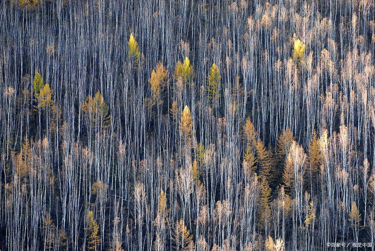 Birch Forest Grassland, Populus euphratica Desert, Top 10 Tourism ...
