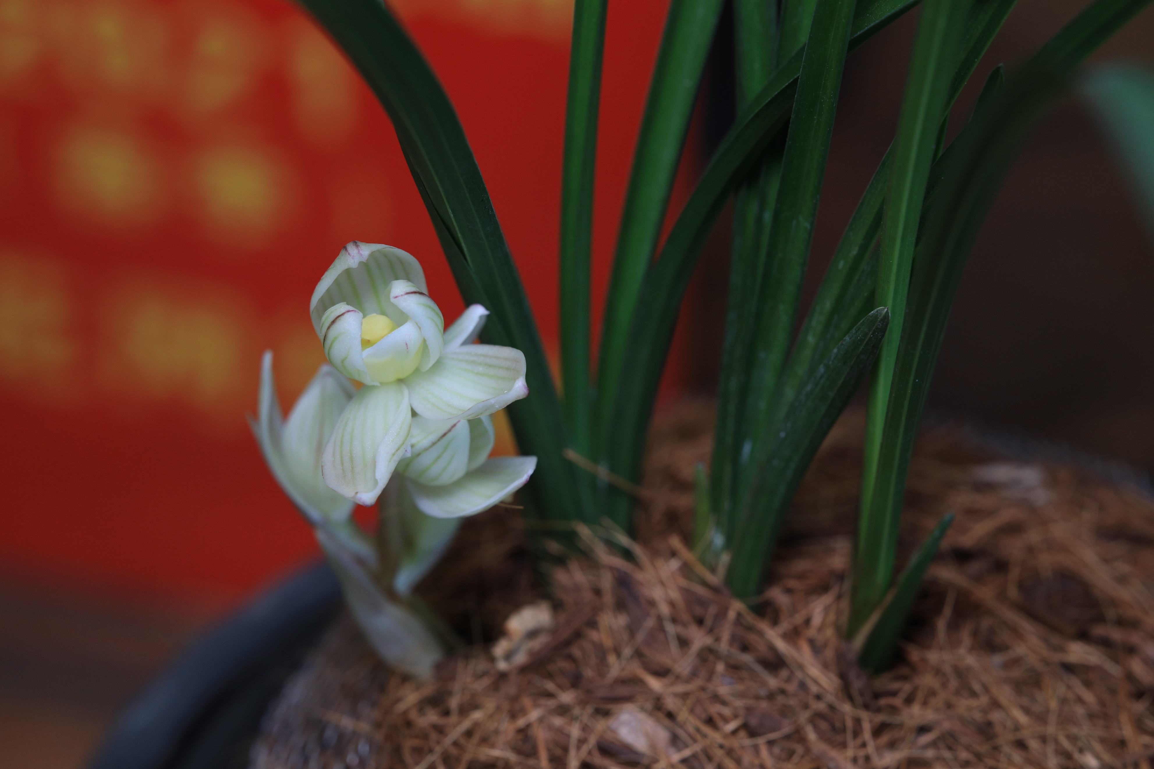 Several key points for beginners to raise orchids - iNEWS